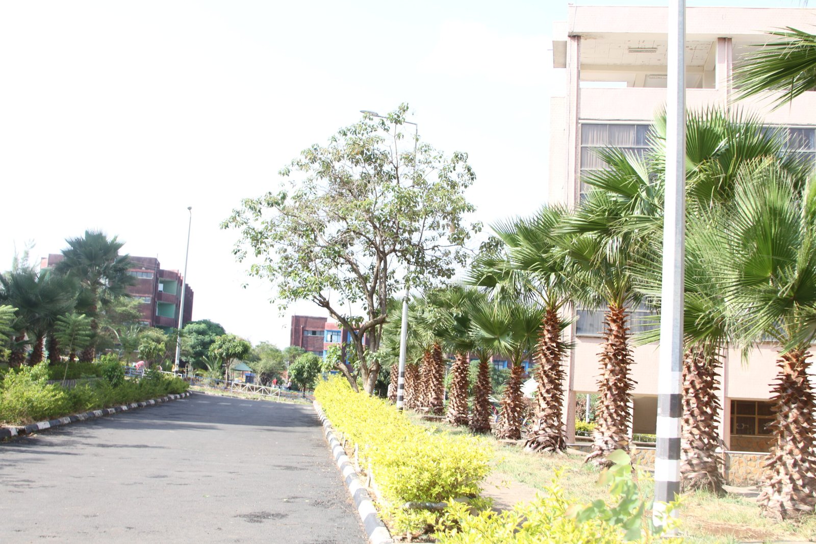 College of Agriculture and Environmental Sciences – caes